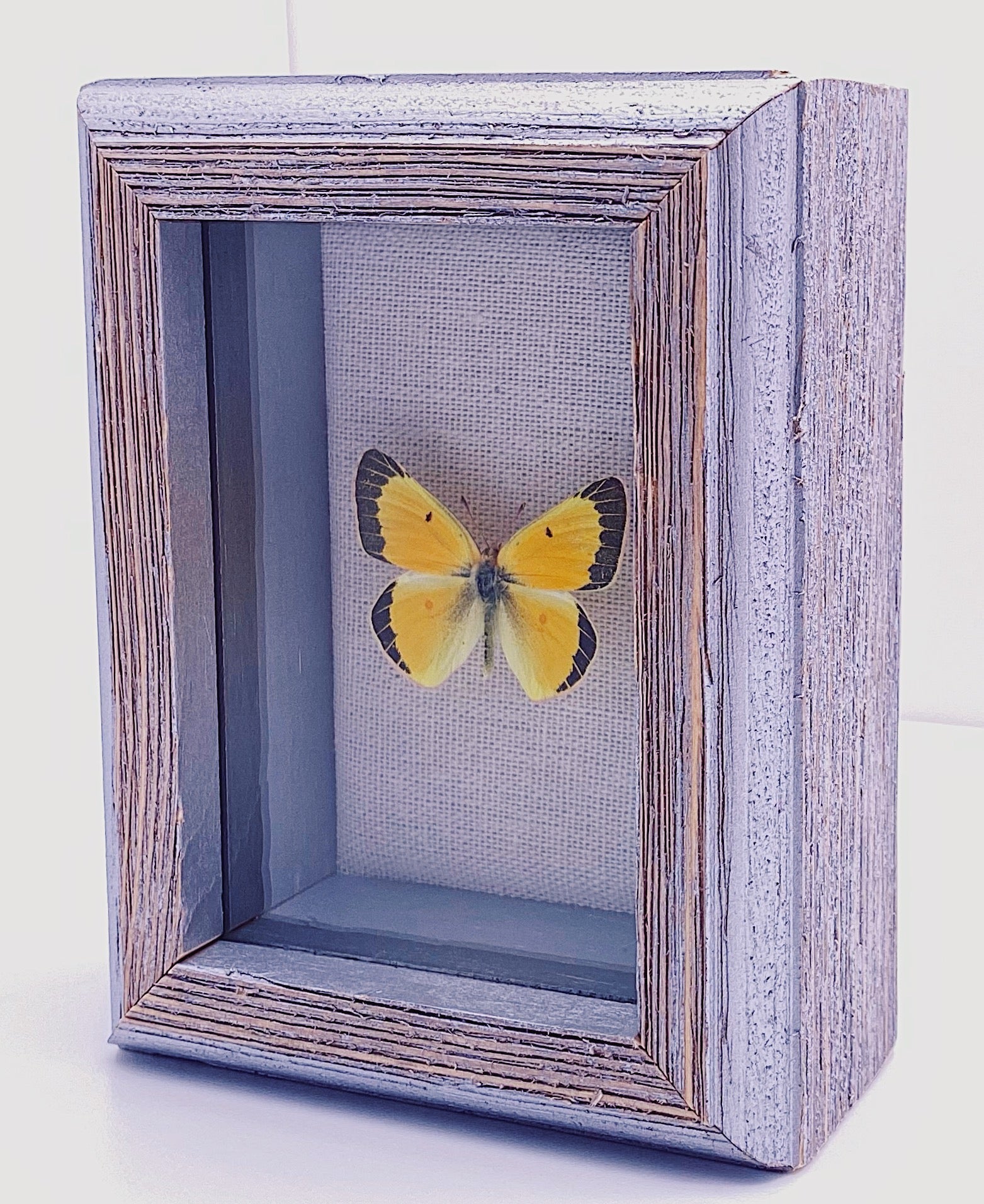 Small Butterfly Displays – James & Son Butterfly Co.