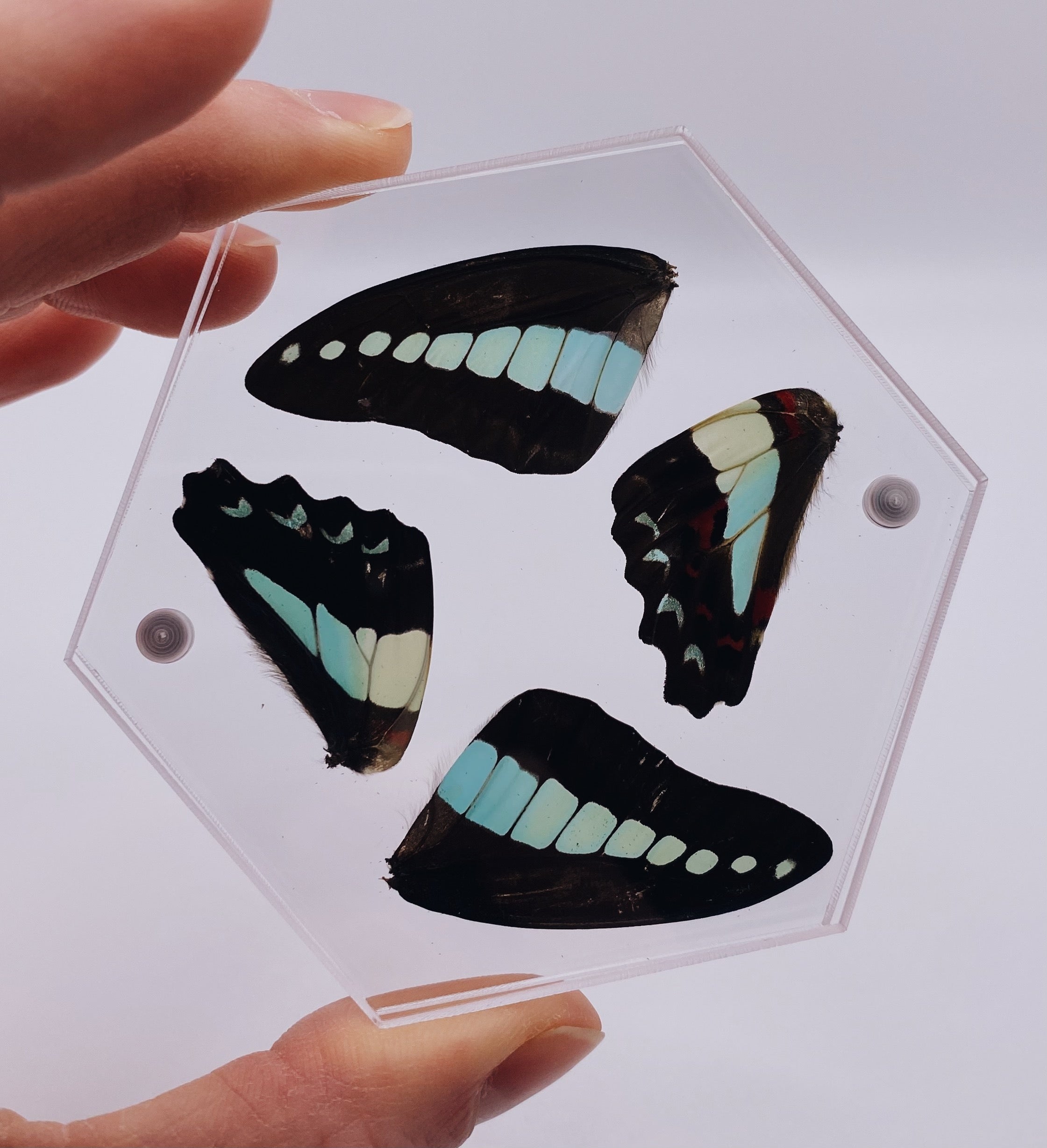 Accessories – James & Son Butterfly Co.